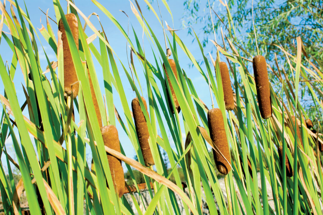 Picture This: Cat Tails! | News, Sports, Jobs - News and Sentinel